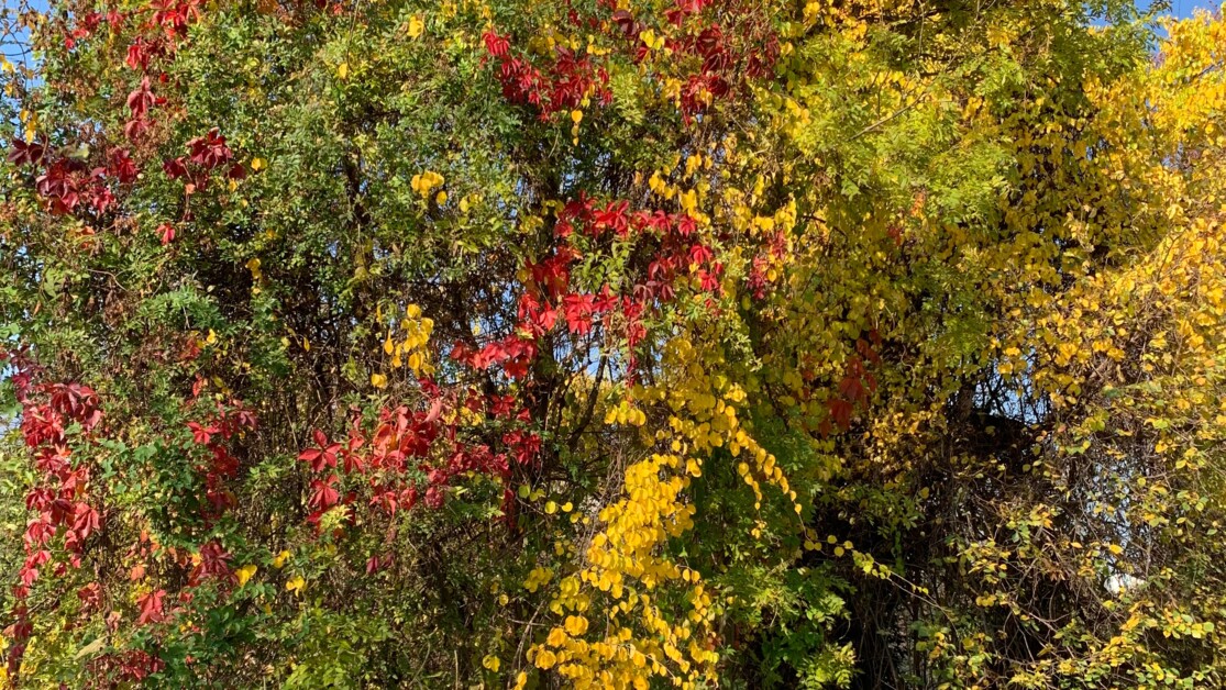 Ein bisschen Tirana-Marathon in Graz - 2025 - News - EmK